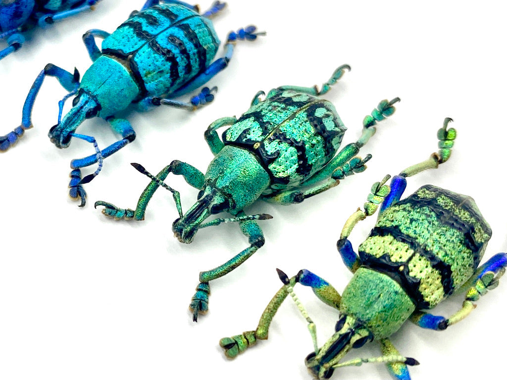 Beetles – Chrysalis Studios