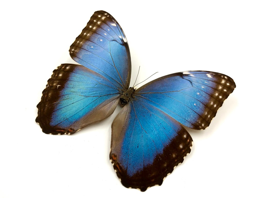 Morpho Peleides Butterfly – Chrysalis Studios
