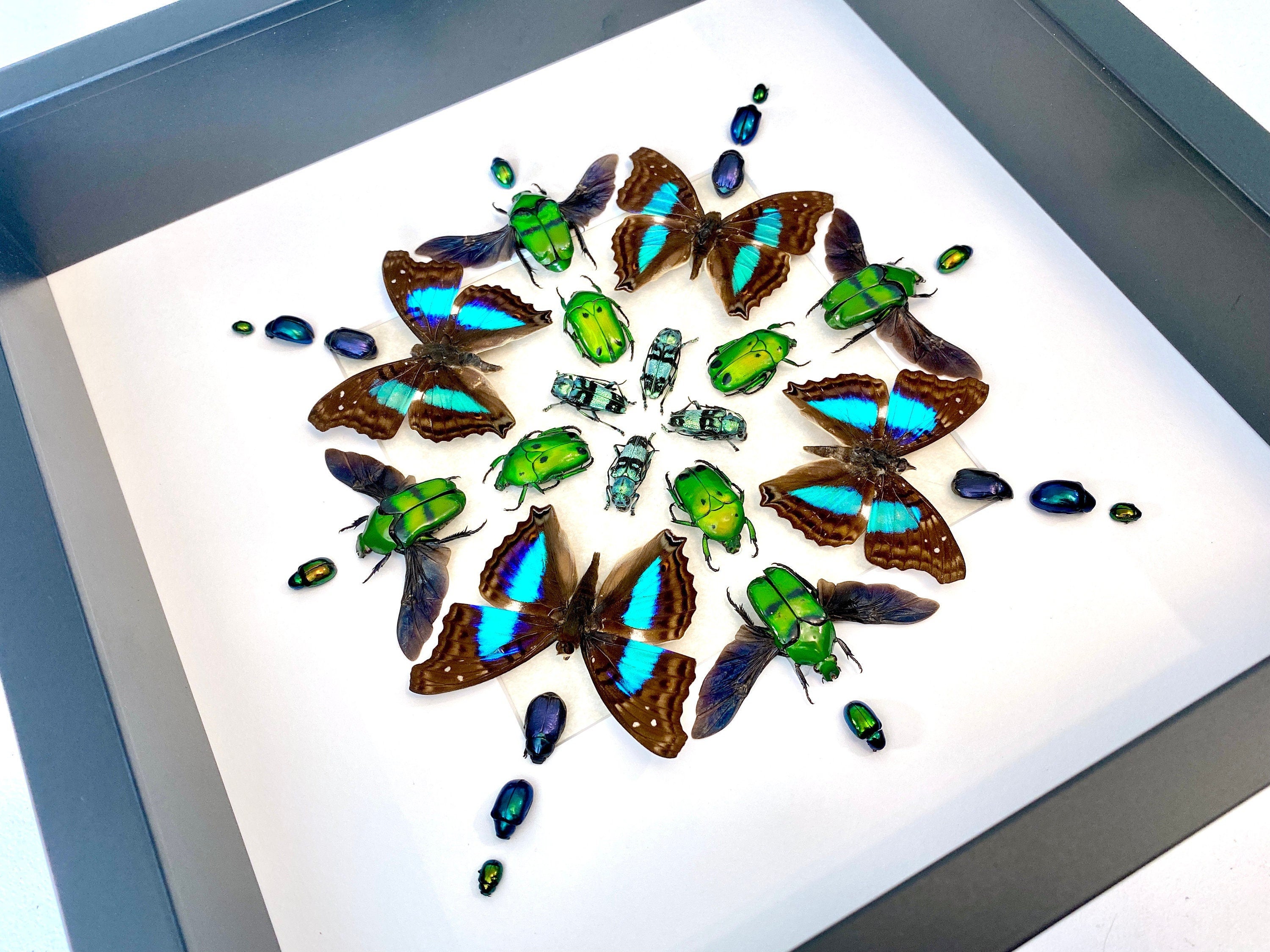 Framed Real Insect Art 10.5 X 10.5 Morphos + Scarab Beetles Mandala ...